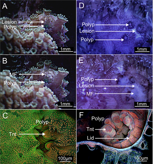 Asexual reproduction in reef-building corals: insights into fragment ...