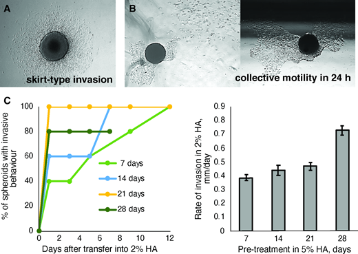 Molecular flexibility of hyaluronic acid has a profound effect on ...