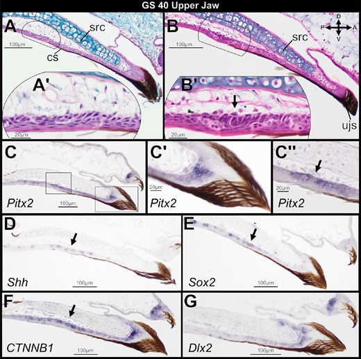 The metamorphic transition of the frog mouth: from tadpole keratinized ...