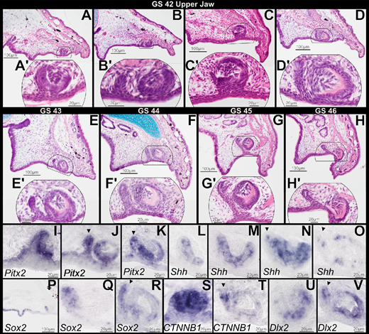 The metamorphic transition of the frog mouth: from tadpole keratinized ...