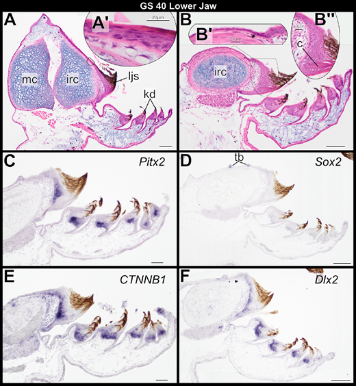 The metamorphic transition of the frog mouth: from tadpole keratinized ...