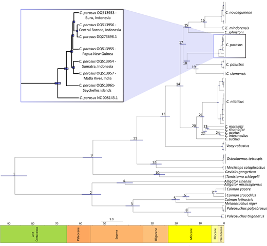 Mitogenomic Crocodylia phylogeny and population structure of Crocodylus ...