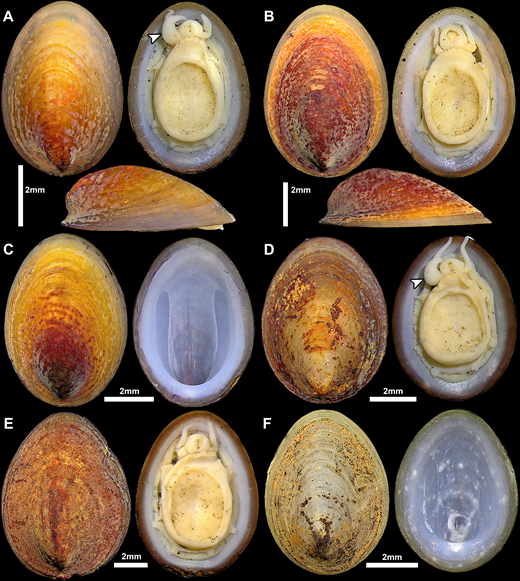 Unexpectedly high diversity of lepetodrilid limpets at Indian Ocean ...