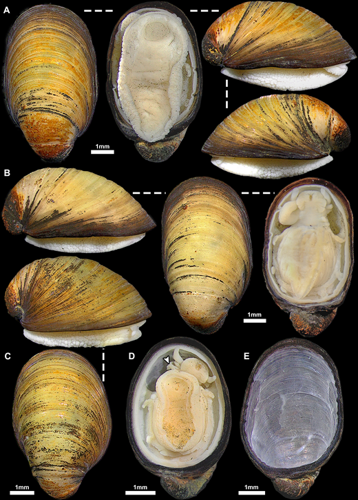 Unexpectedly high diversity of lepetodrilid limpets at Indian Ocean ...