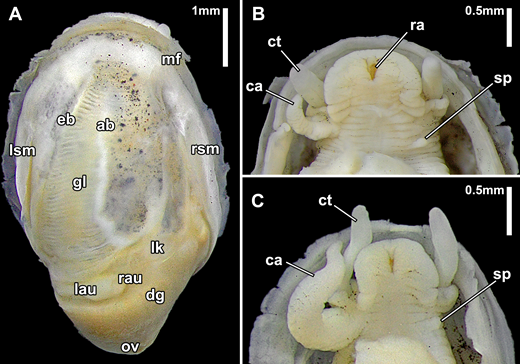 Unexpectedly high diversity of lepetodrilid limpets at Indian Ocean ...