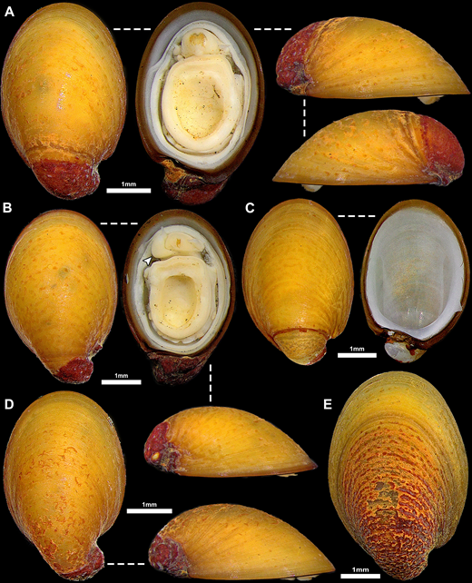 Unexpectedly high diversity of lepetodrilid limpets at Indian Ocean ...