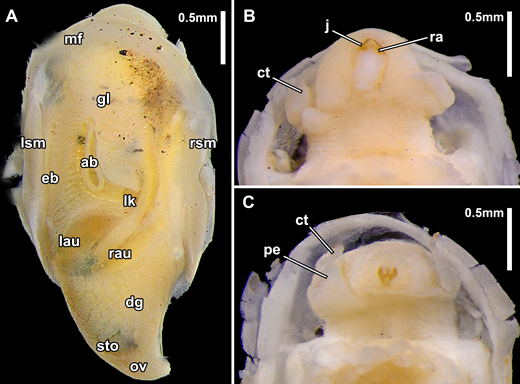 Unexpectedly high diversity of lepetodrilid limpets at Indian Ocean ...