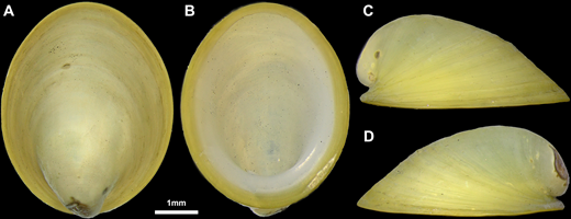 Unexpectedly high diversity of lepetodrilid limpets at Indian Ocean ...