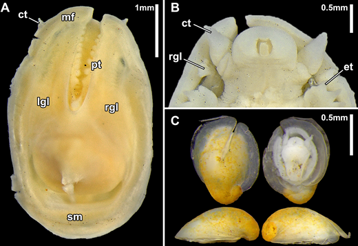 Unexpectedly high diversity of lepetodrilid limpets at Indian Ocean ...