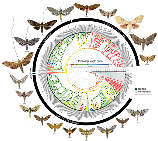 The evolution of proboscis length and feeding behaviour in hawkmoths ...