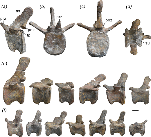 A new sauropodomorph dinosaur from the Lower Jurassic Fengjiahe ...