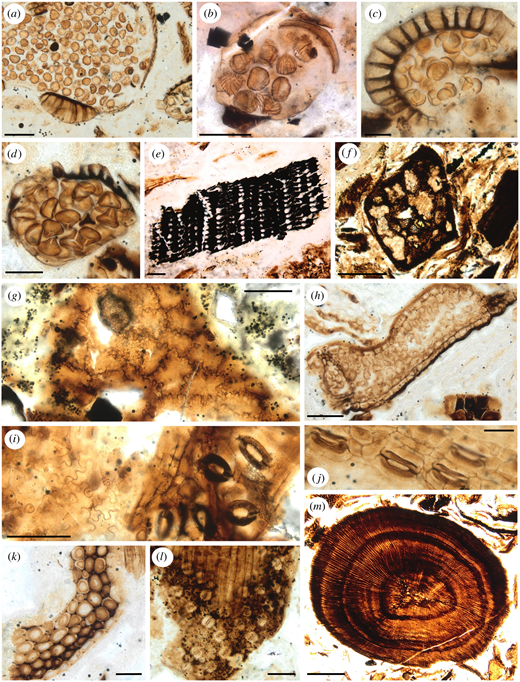Dietary palaeoecology of an Early Cretaceous armoured dinosaur ...