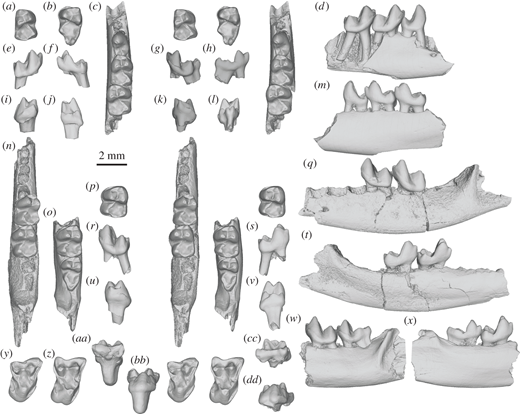 Earliest Palaeocene purgatoriids and the initial radiation of stem ...