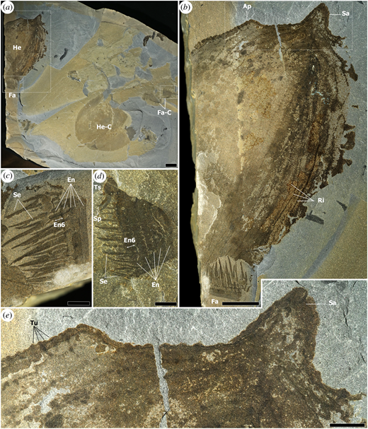 A giant nektobenthic radiodont from the Burgess Shale and the ...