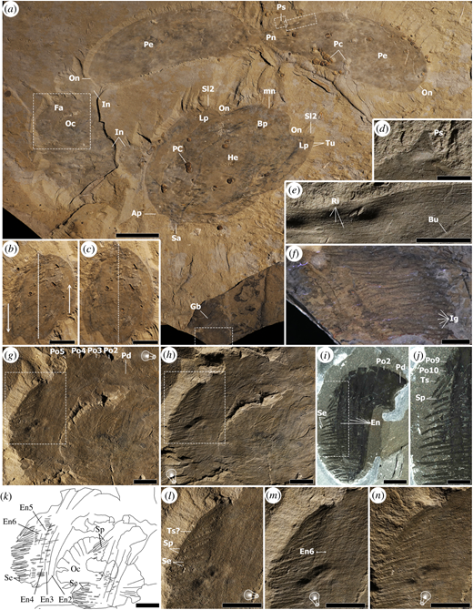 A giant nektobenthic radiodont from the Burgess Shale and the ...