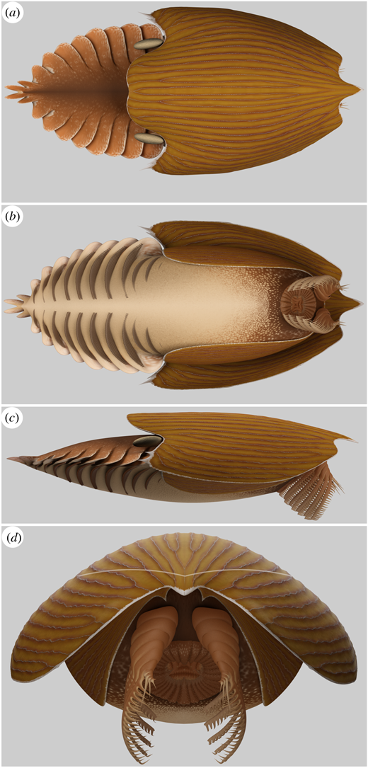 A giant nektobenthic radiodont from the Burgess Shale and the ...