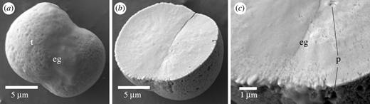 Acorn worm ossicle ultrastructure and composition and the origin of the ...