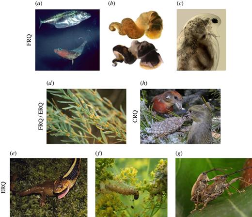 Running with the Red Queen: the role of biotic conflicts in evolution ...