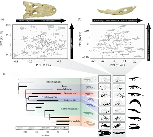 Ecological opportunity and the rise and fall of crocodylomorph ...