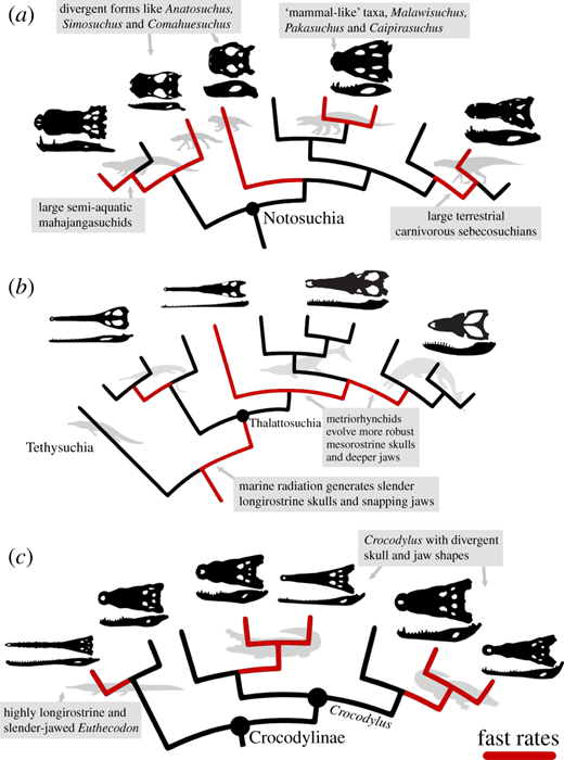 Ecological opportunity and the rise and fall of crocodylomorph ...