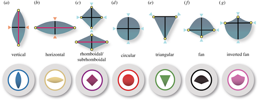 A closer look at pupil diversity and evolution in frogs and toads ...
