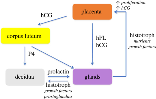 The human placenta: new perspectives on its formation and function ...