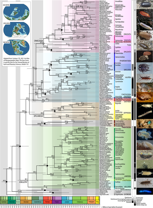 Phylogenomics supports a single origin of terrestriality in isopods ...