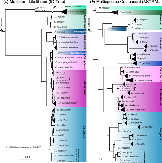 Phylogenomic resolution of lampreys reveals the recent evolution of an ...