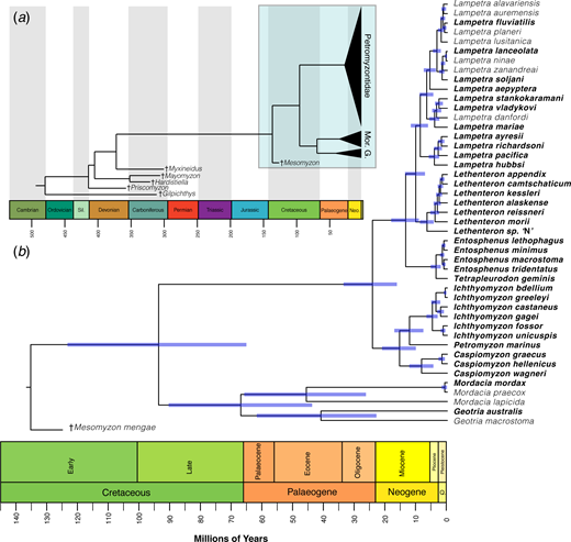 Phylogenomic resolution of lampreys reveals the recent evolution of an ...