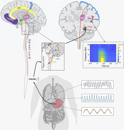 Neurophysiological dynamics of visceral signals in emotion, self and ...