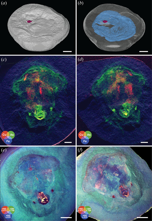 Synchrotron data reveal nautiloid characters in Pohlsepia mazonensis ...