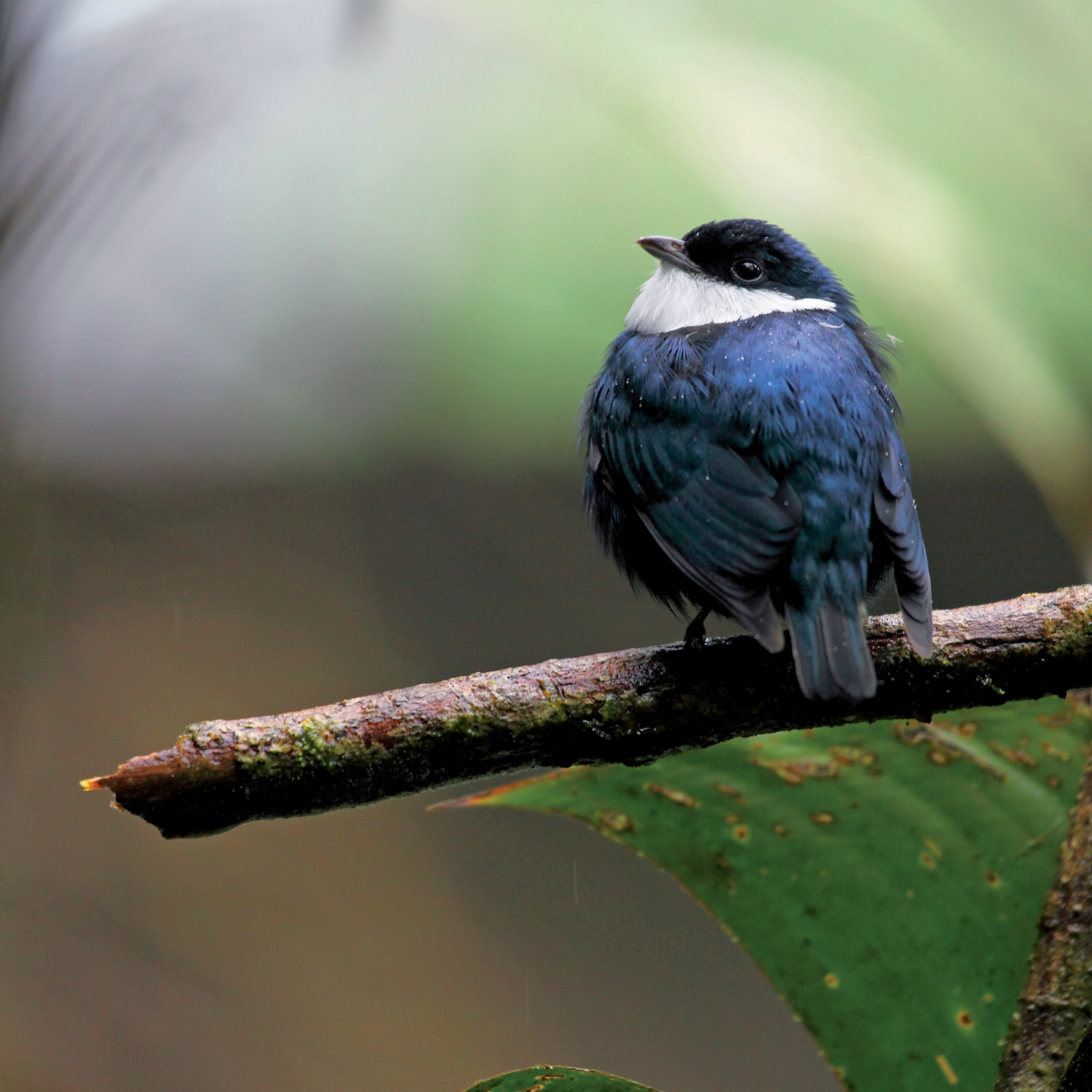 Volume 277 Issue 1693 | Proceedings B | The Royal Society