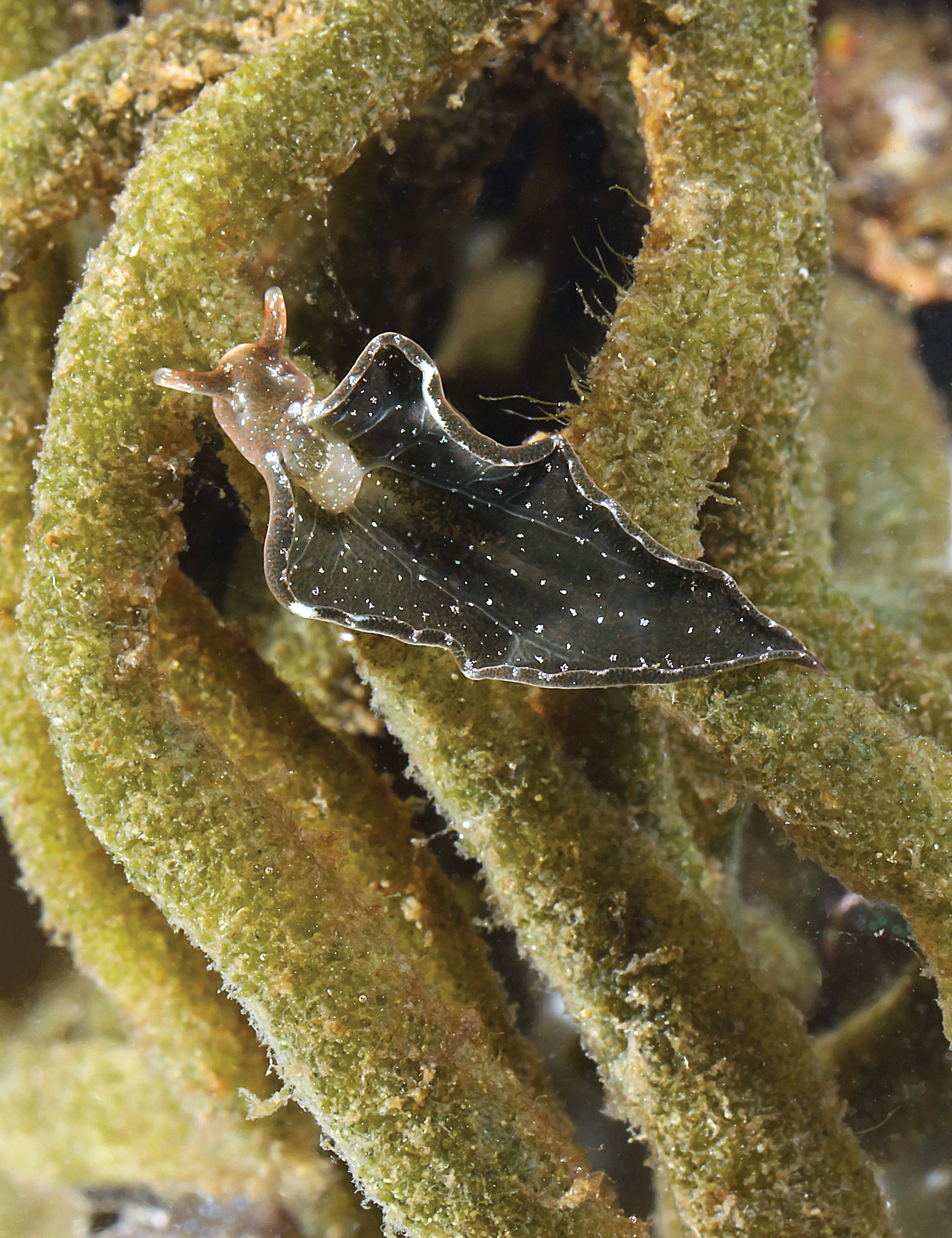 Volume 282 Issue 1802 | Proceedings B | The Royal Society