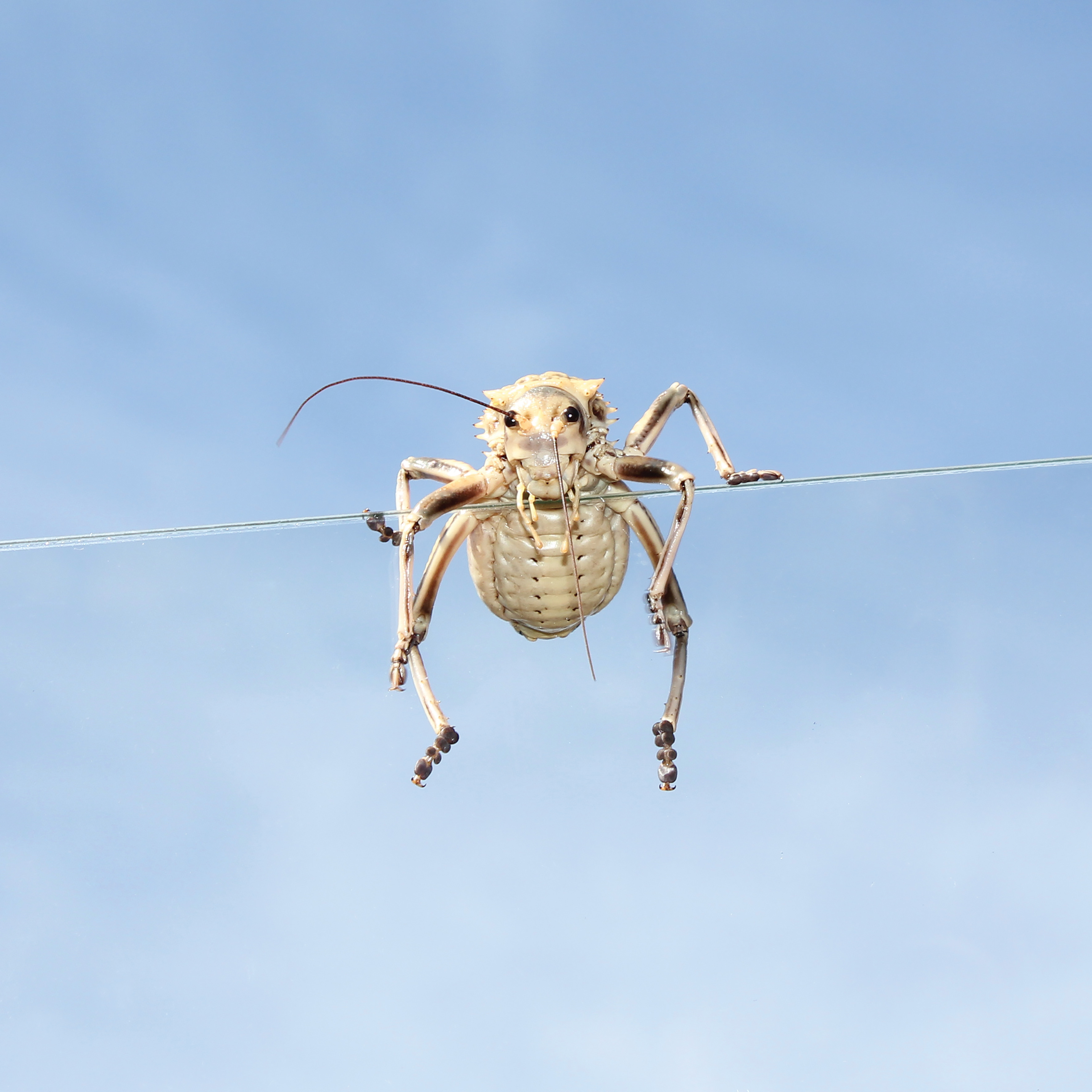 Volume 282 Issue 1809 | Proceedings B | The Royal Society