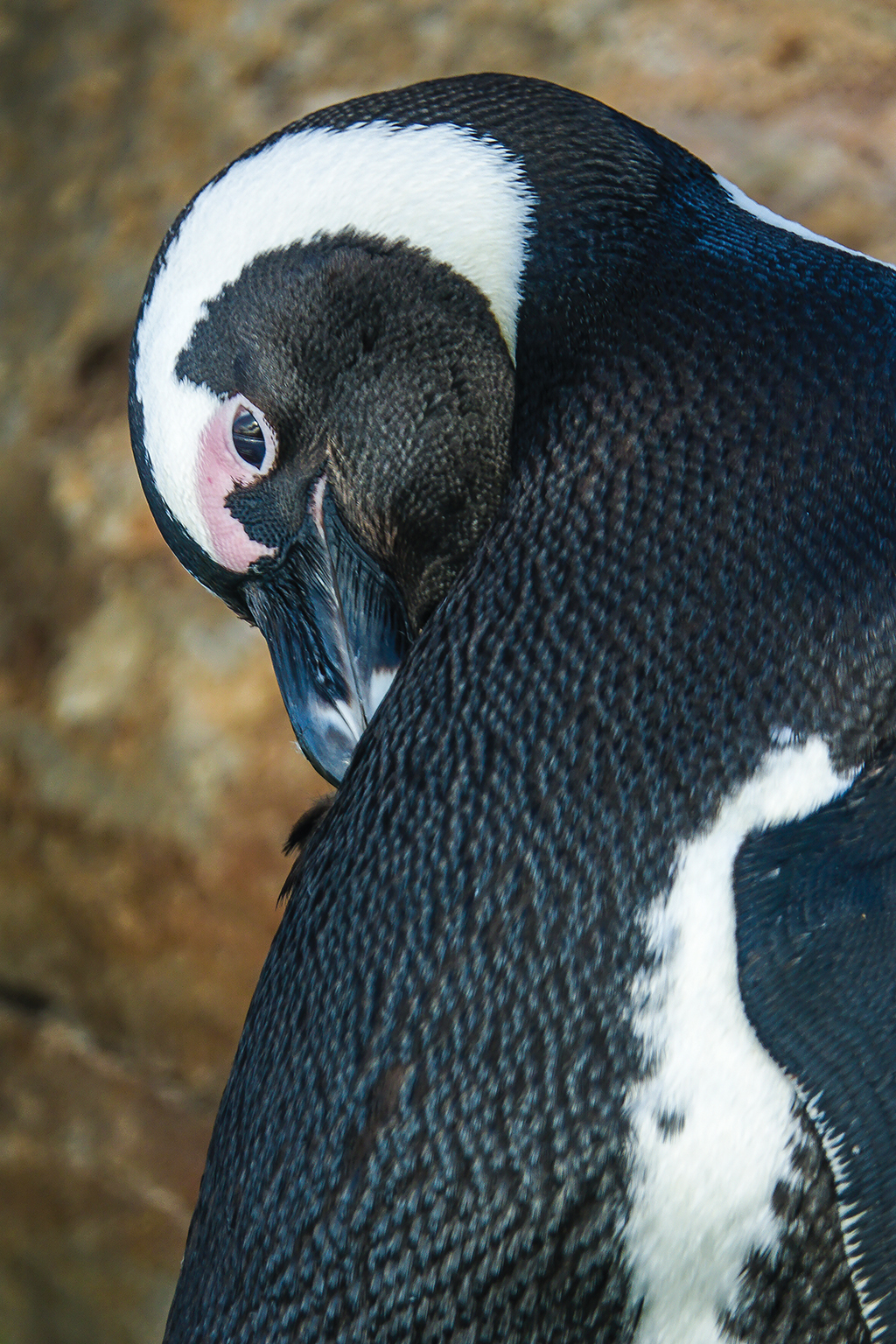 Volume 290 Issue 2009 | Proceedings B | The Royal Society