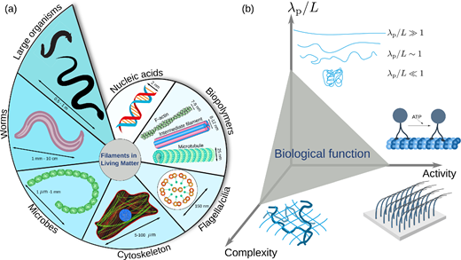 Form and function in biological filaments: a physicist’s review ...