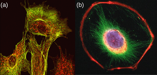 Form and function in biological filaments: a physicist’s review ...