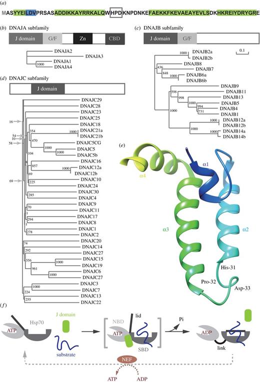 DNAJ Proteins in neurodegeneration: essential and protective factors ...