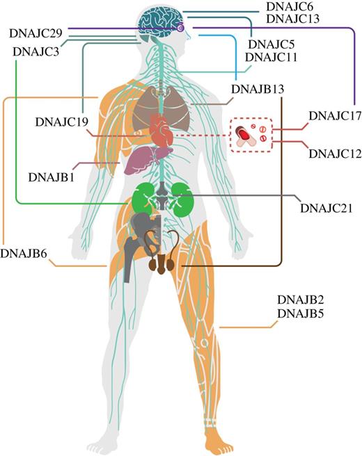 DNAJ Proteins in neurodegeneration: essential and protective factors ...