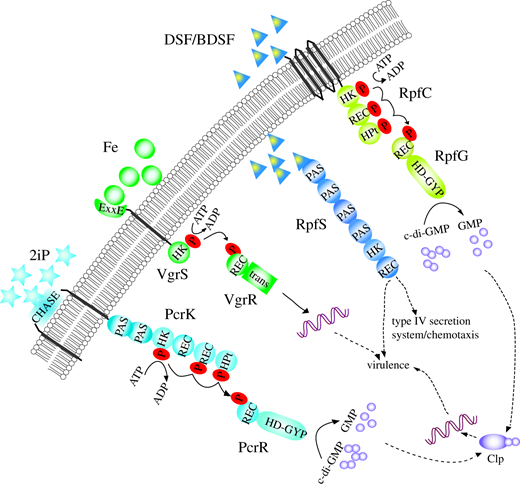 The roles of histidine kinases in sensing host plant and cell–cell ...