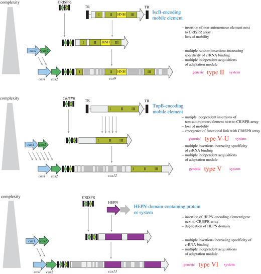 Origins and evolution of CRISPR-Cas systems | Philosophical ...