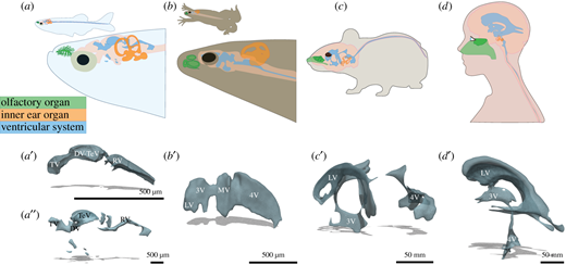 The role of motile cilia in the development and physiology of the ...