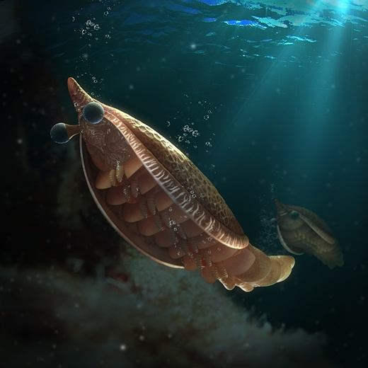 The evolution of biramous appendages revealed by a carapace-bearing ...