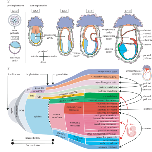 Embryonic and extraembryonic tissues during mammalian development ...
