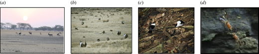 Lekking as collective behaviour | Philosophical Transactions of the ...