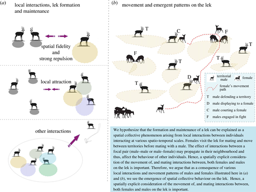 Lekking as collective behaviour | Philosophical Transactions of the ...