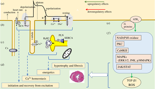 Cardiomyocyte electrophysiology and its modulation: current views and ...