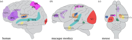 Multisensory integration in the mammalian brain: diversity and ...