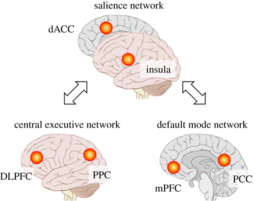 Brain circuits in autonomous sensory meridian response and related ...