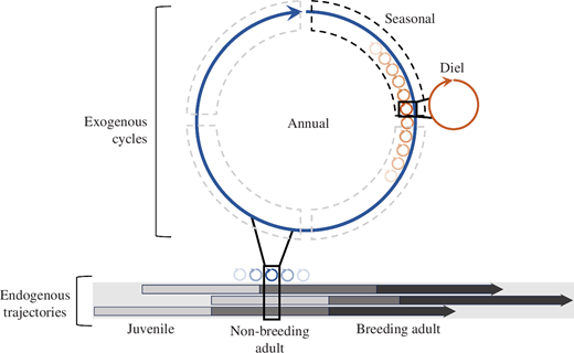 Societies with fission–fusion dynamics as complex adaptive systems: the ...
